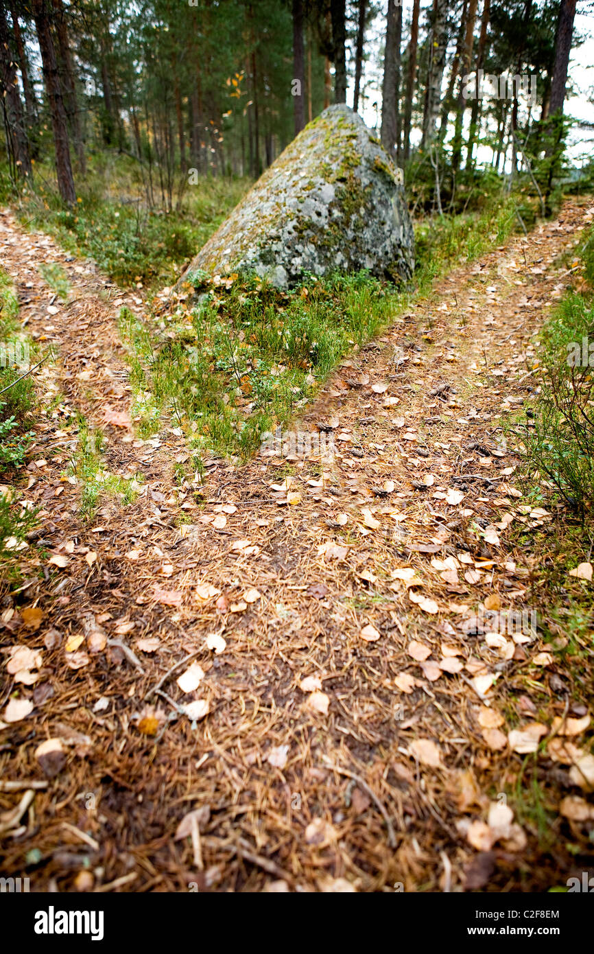 A path is split in the forest with two options Stock Photo - Alamy