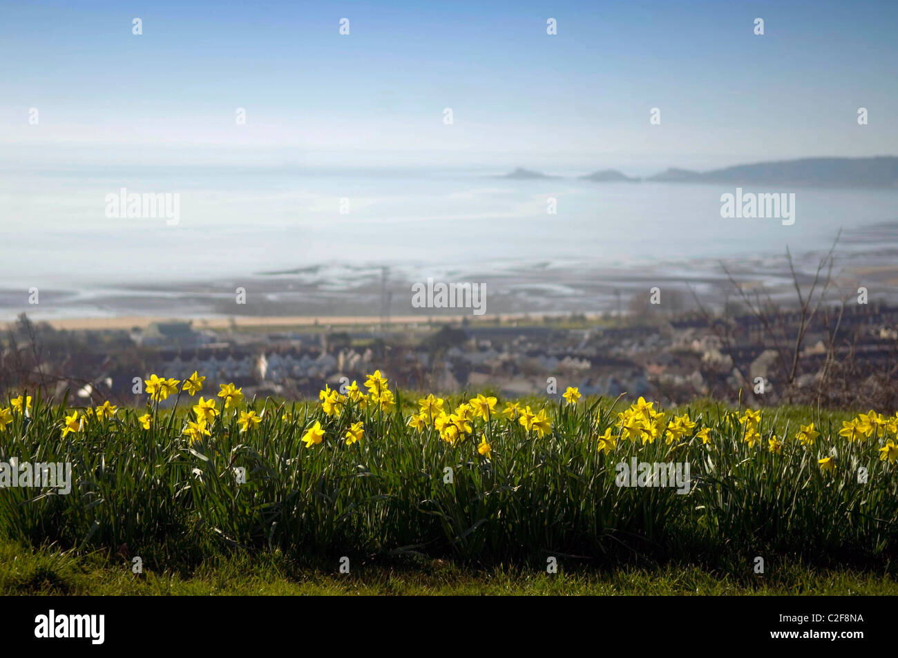 Daffodil flowers on the roadside above Swansea Bay with the Mumbles ...