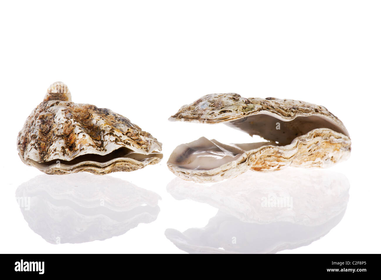 Open oysters hi-res stock photography and images - Alamy
