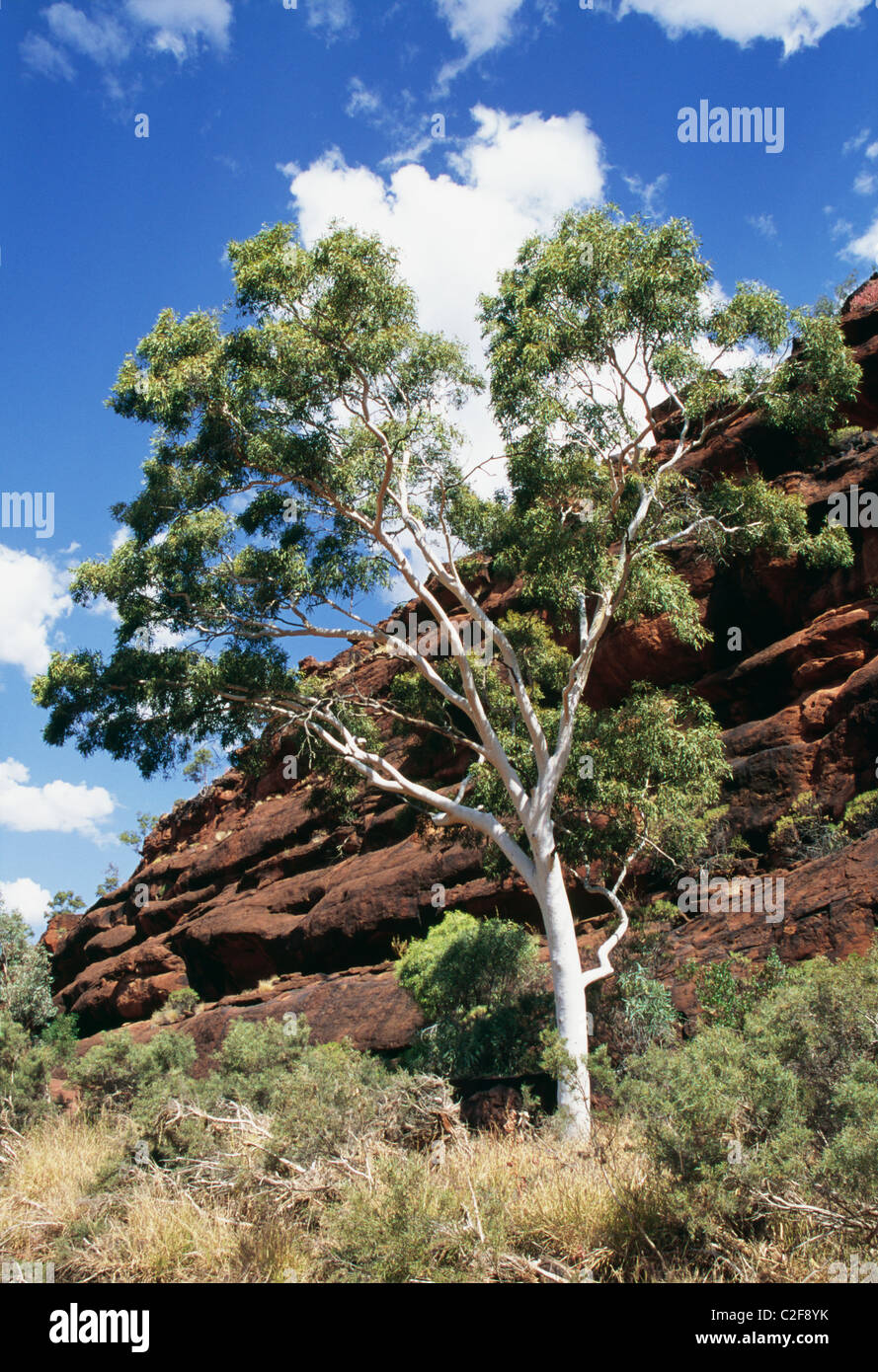 Finke Gorge Northern Territory Australia Stock Photo - Alamy