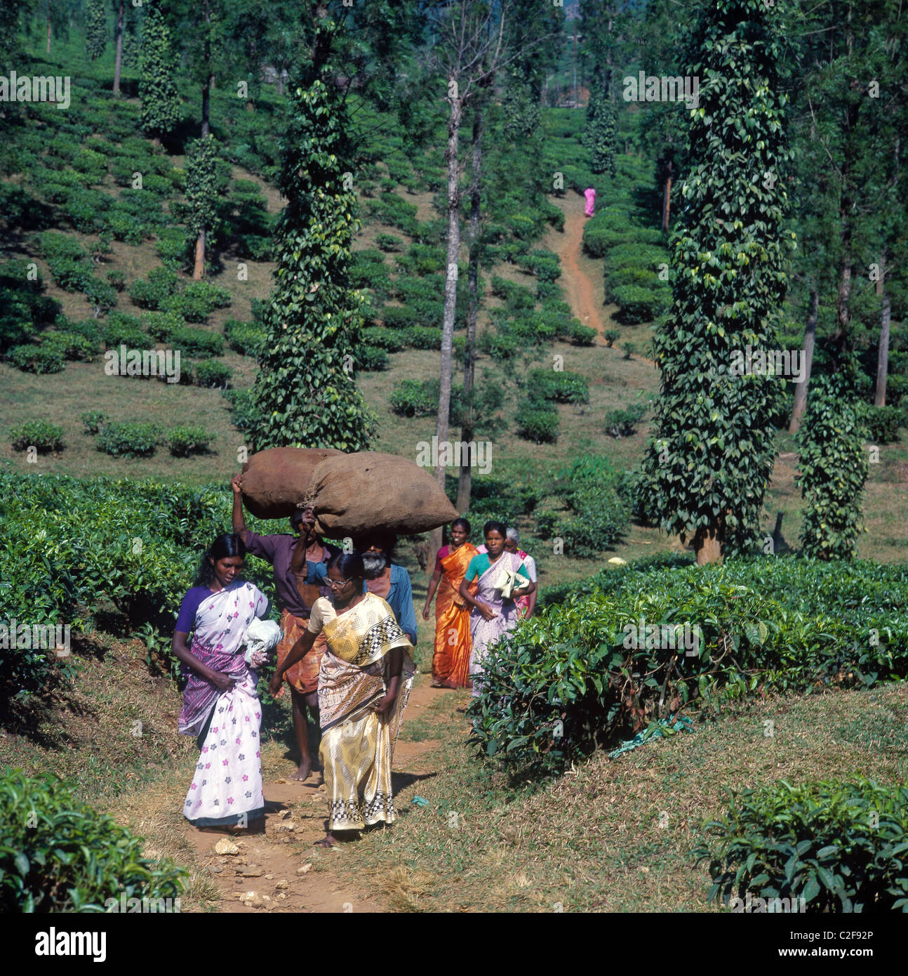 Periyar Kerala India Stock Photo - Alamy