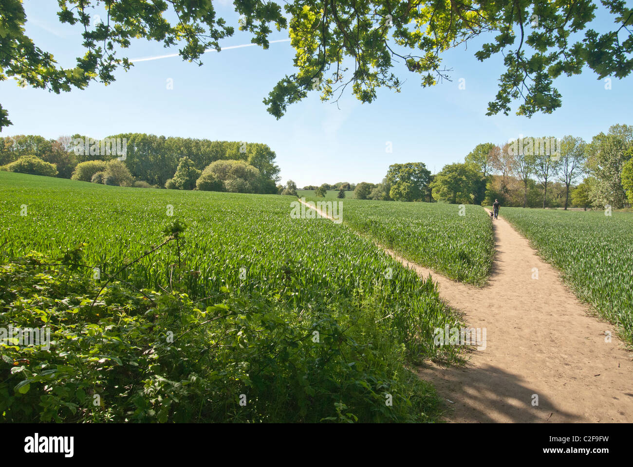 Two paths through Wheat field in English countryside near banks of ...