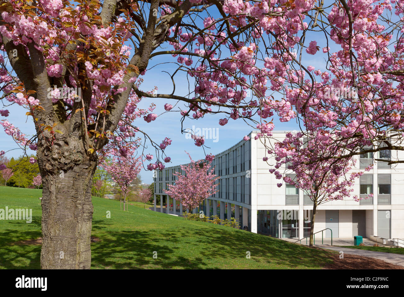 Cherry blossom on trees in Nottingham University park campus Nottingham ...