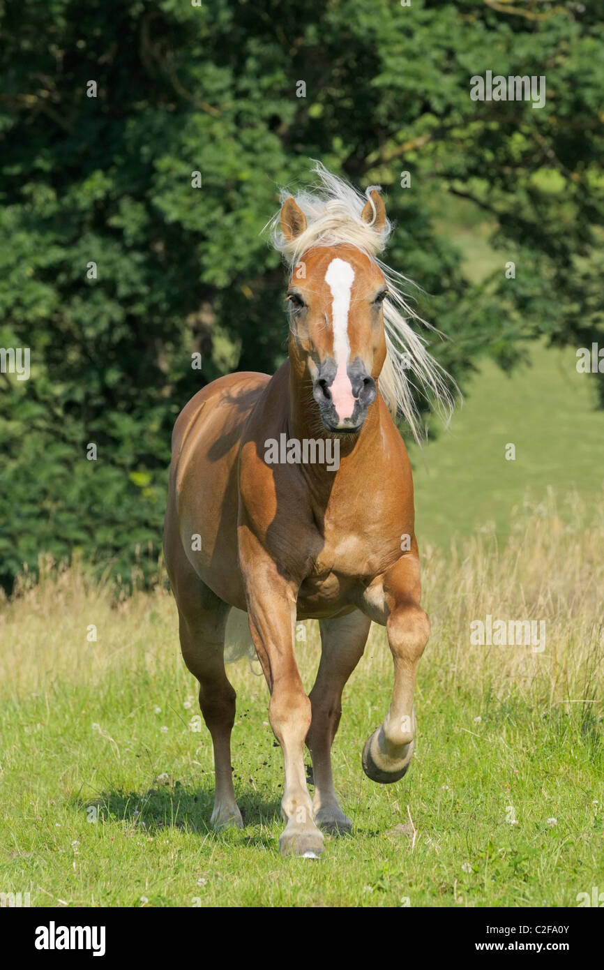 Haflinger horse stallion Stock Photo - Alamy