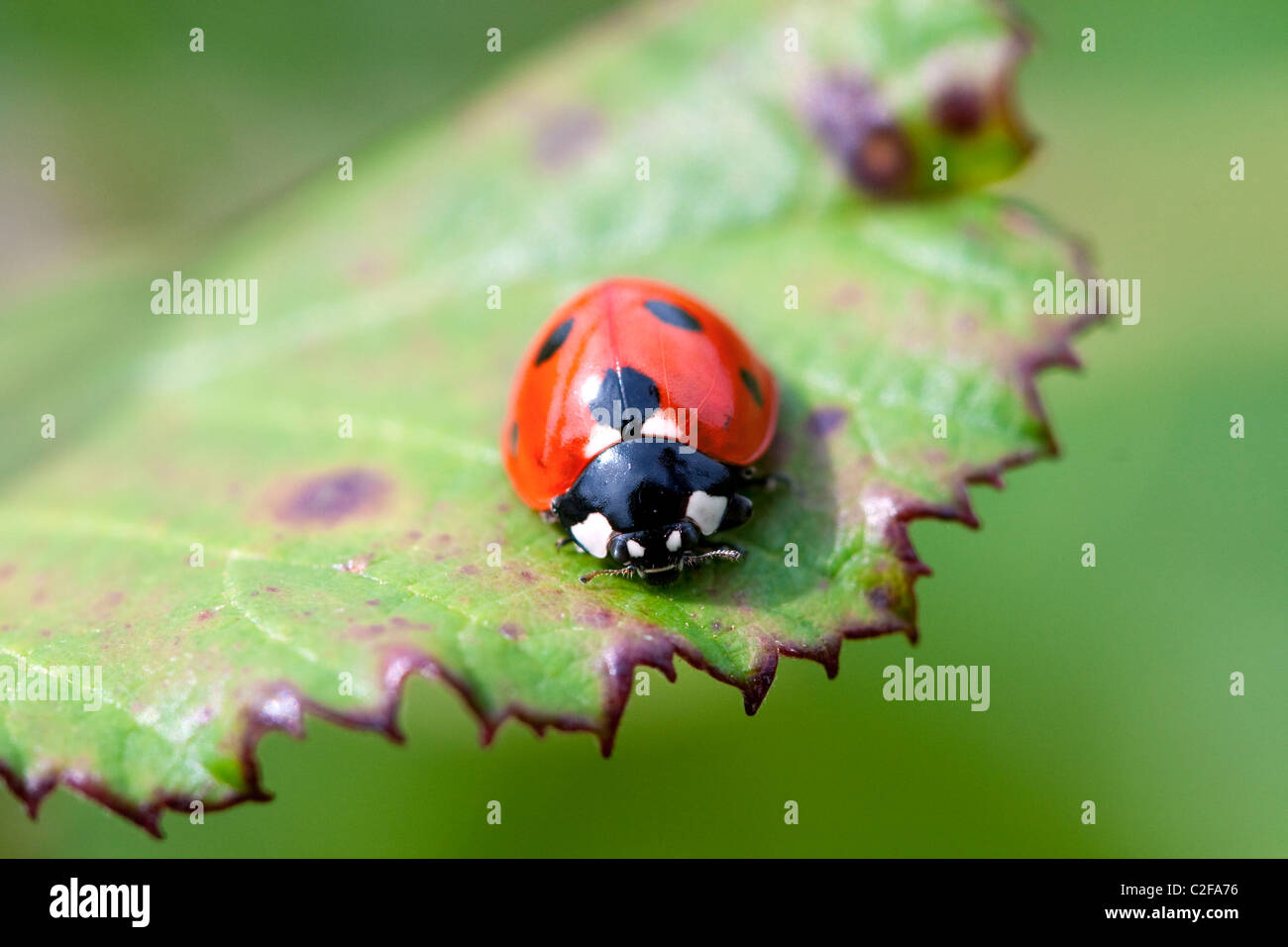 Ladybird on leaf hi-res stock photography and images - Alamy