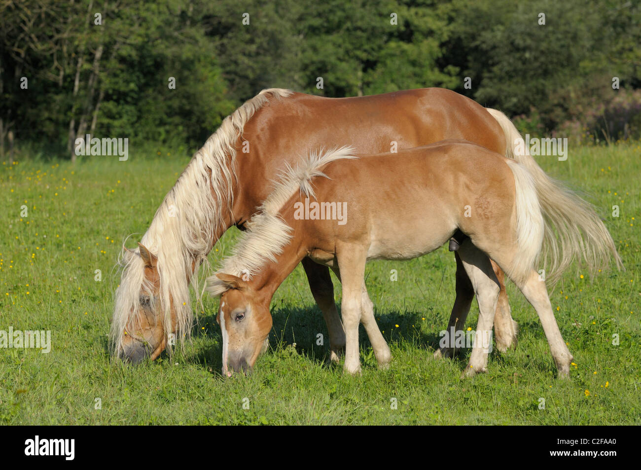 Two Haflinger horses (foal and stallion) in the paddock Stock Photo - Alamy