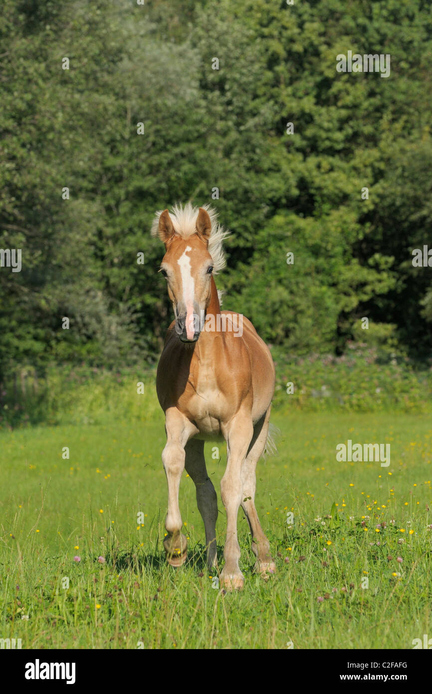 Haflinger horse foal galloping in the field Stock Photo - Alamy