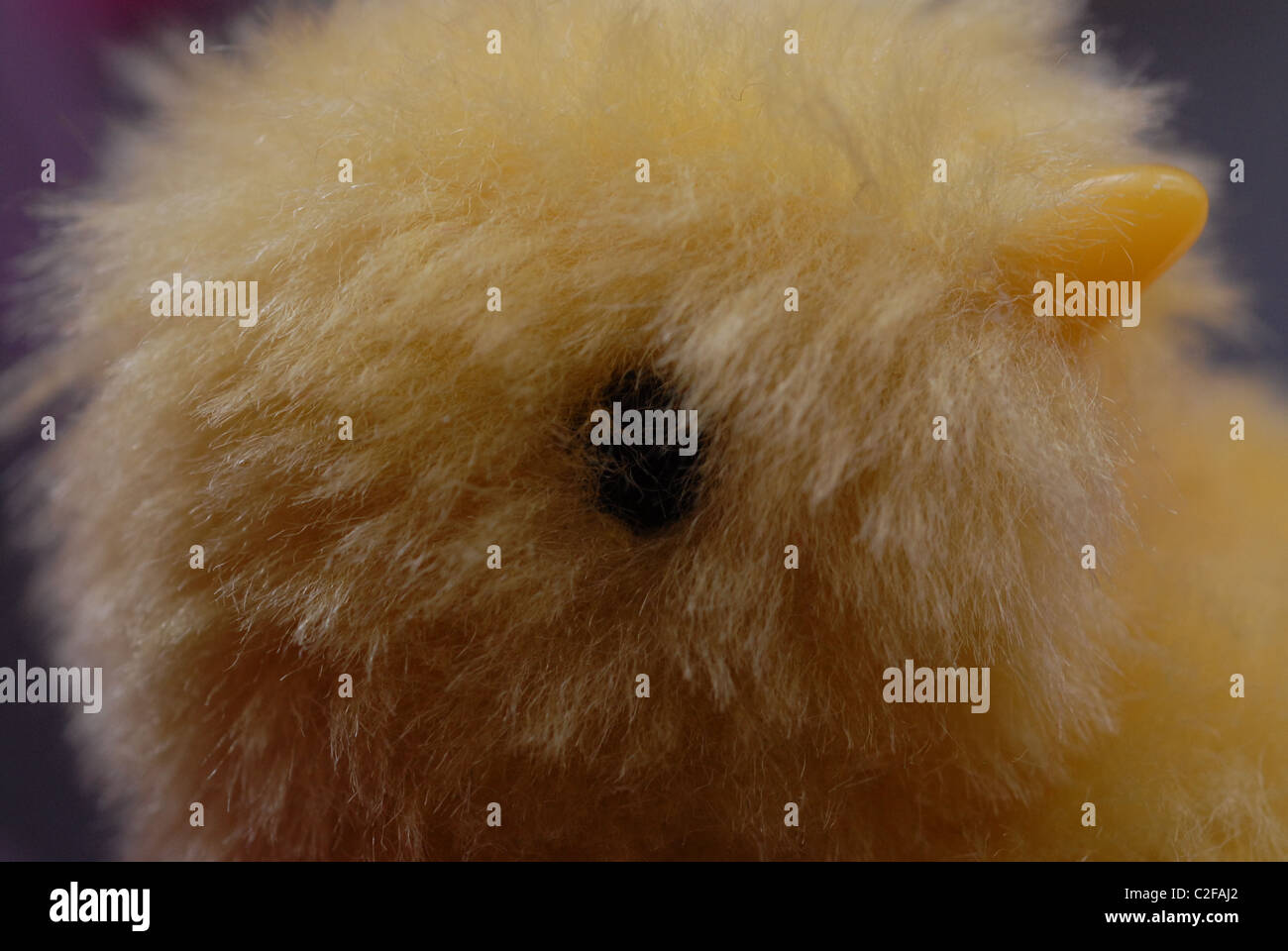 Fluffy yellow chicken Stock Photo - Alamy