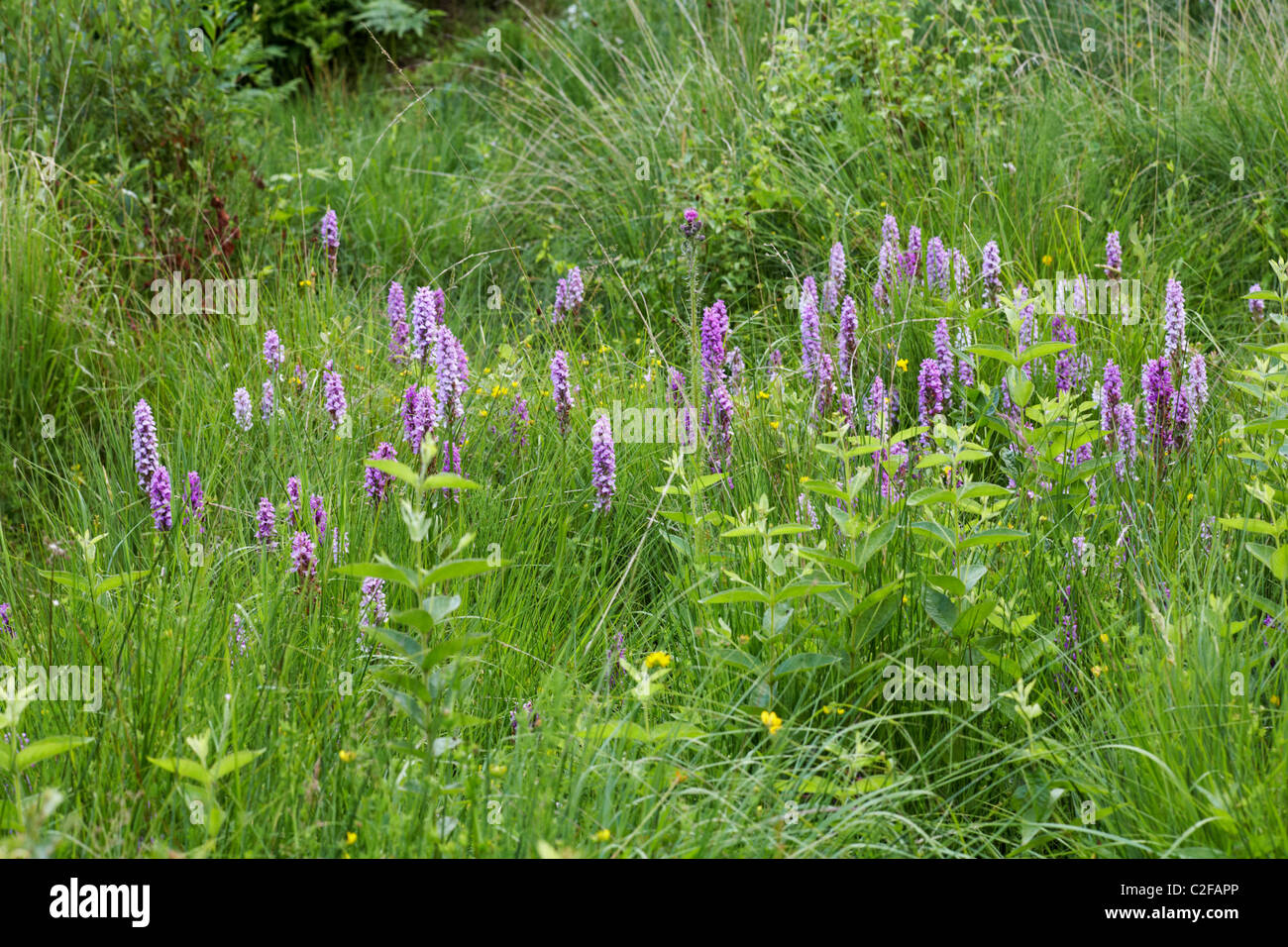Orchids growing at Kinson common nature reserve Stock Photo - Alamy