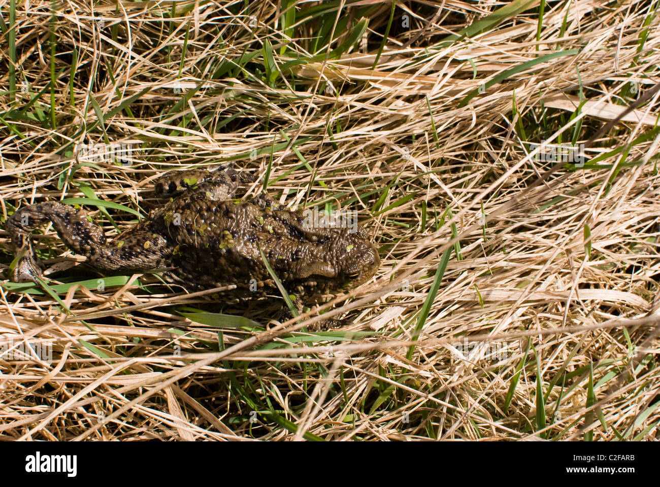 Common Toad (Bufo Bufo Stock Photo - Alamy