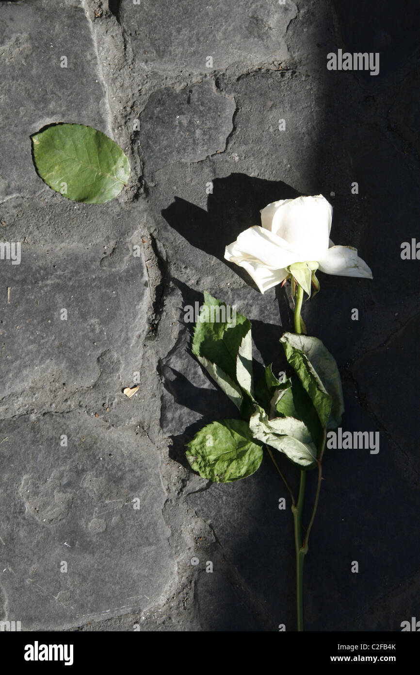 white rose on street road Stock Photo - Alamy
