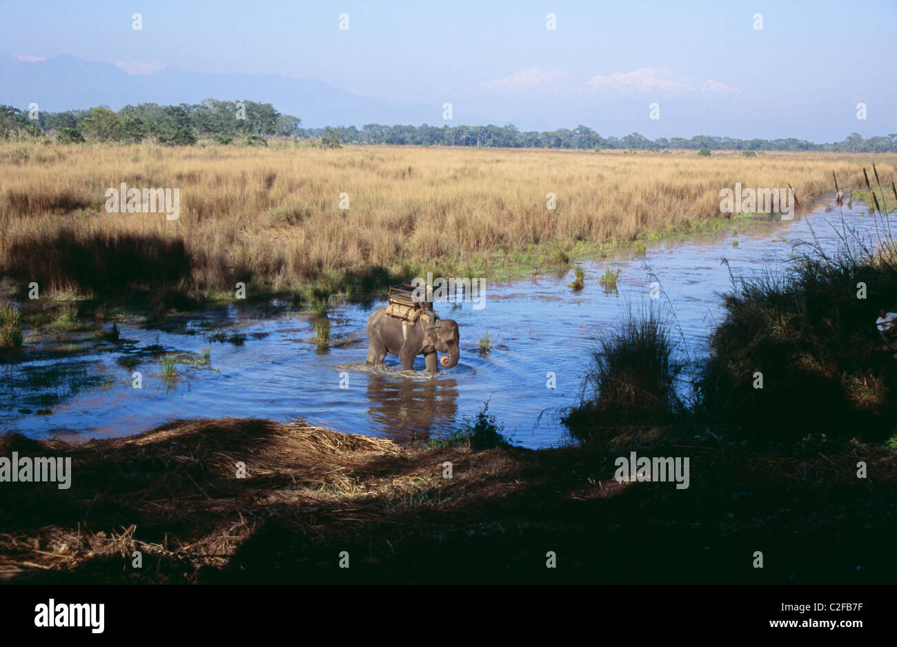 Asian elephant top view hi-res stock photography and images - Alamy