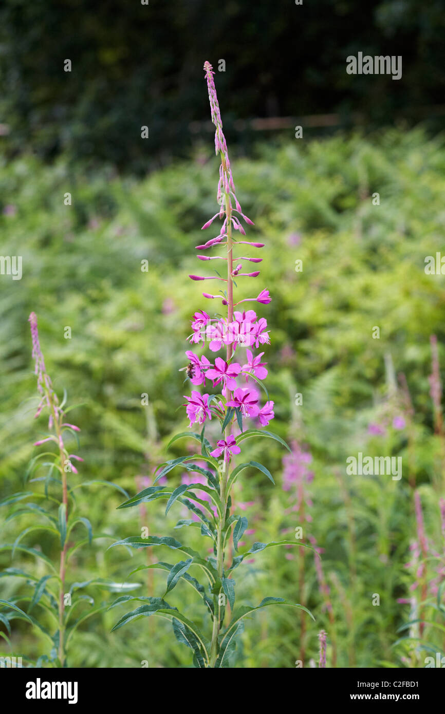 Rosebay willowherb, Chamerion angustifolium, growing at Kinson common ...