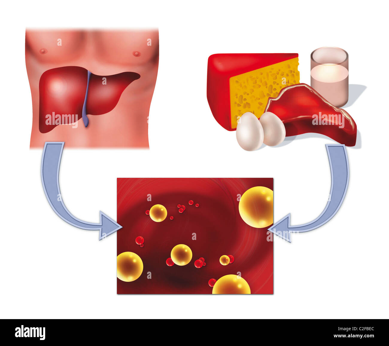 diagram illustration of cholesterol in food and human liver health ...