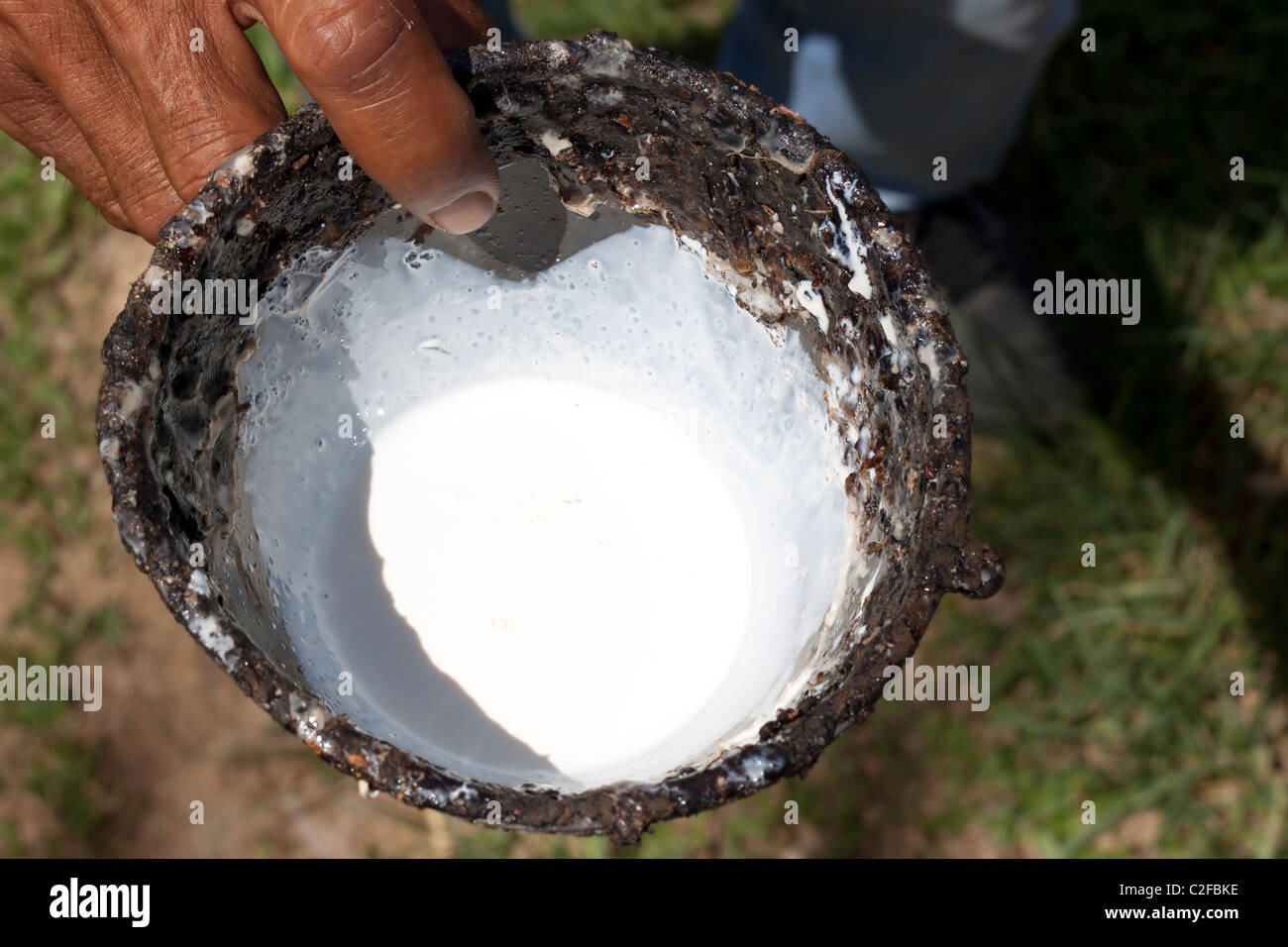 Raw sap hi-res stock photography and images - Alamy