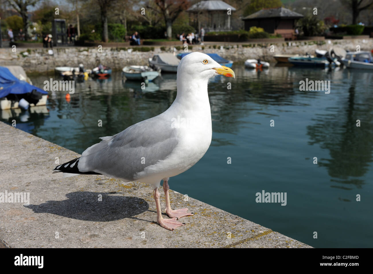Herring Gull Dartmouth Devon Stock Photo - Alamy