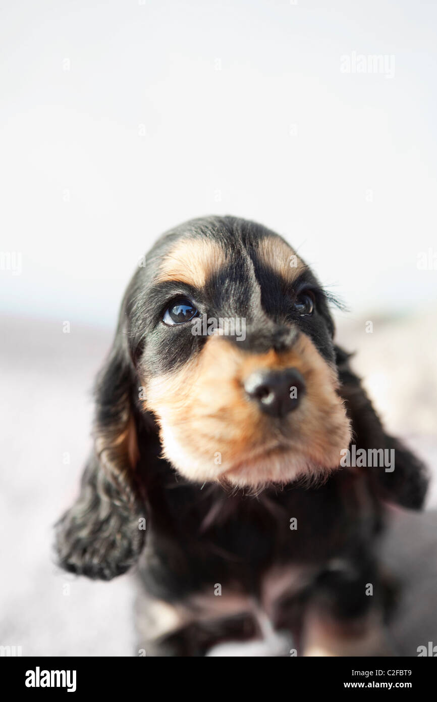Two month old English Cocker Spaniel Blacktan color face close up Stock ...