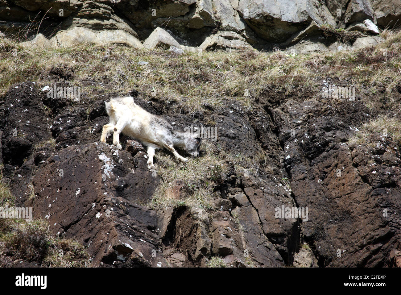 Wild goat high up on Basalt rock columns on the Isle of Mull Stock ...