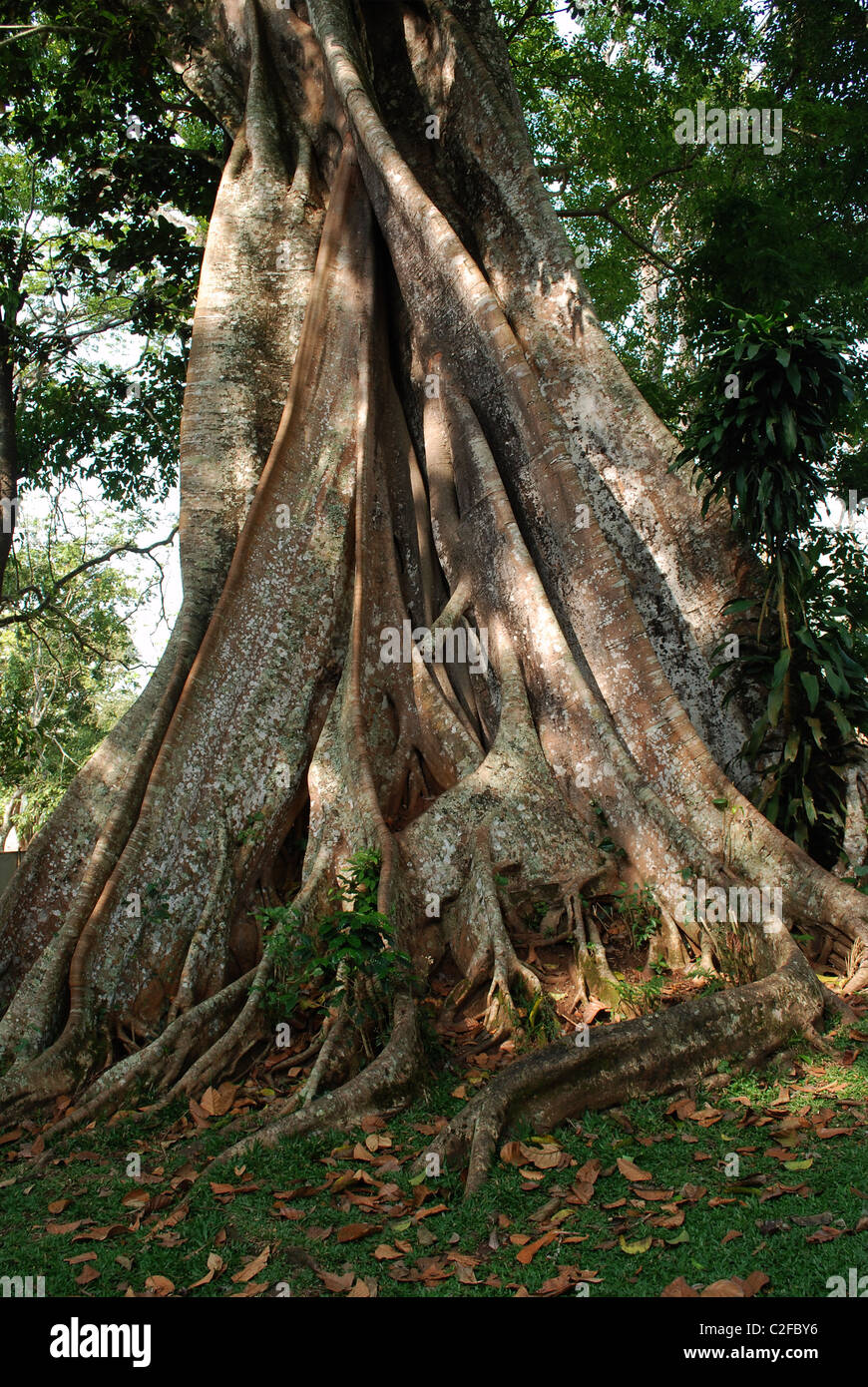 root of a banyan tree, india Stock Photo - Alamy