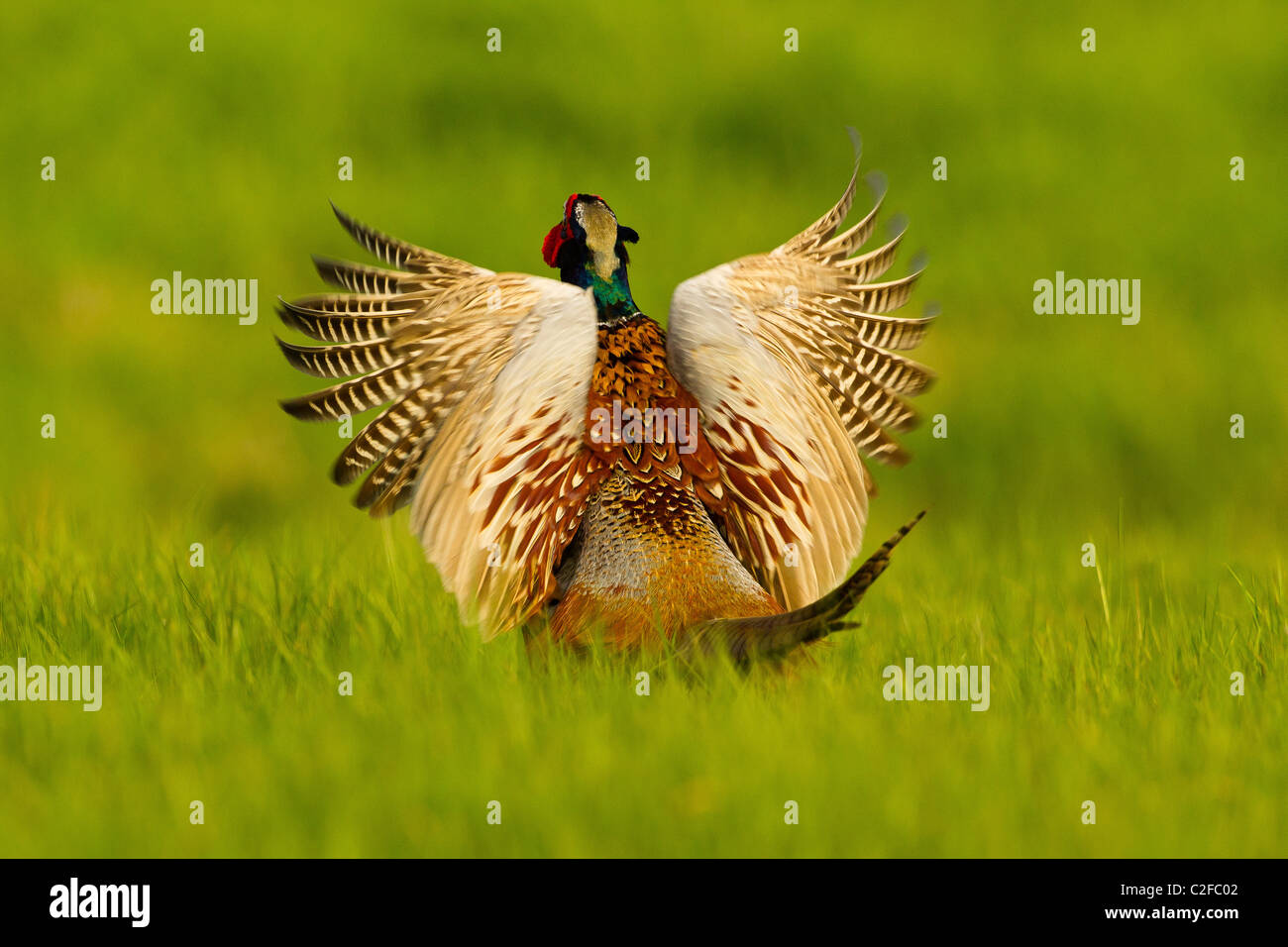 Male Pheasant ( Phasianus colchicus ) Standing In Long Grass And ...