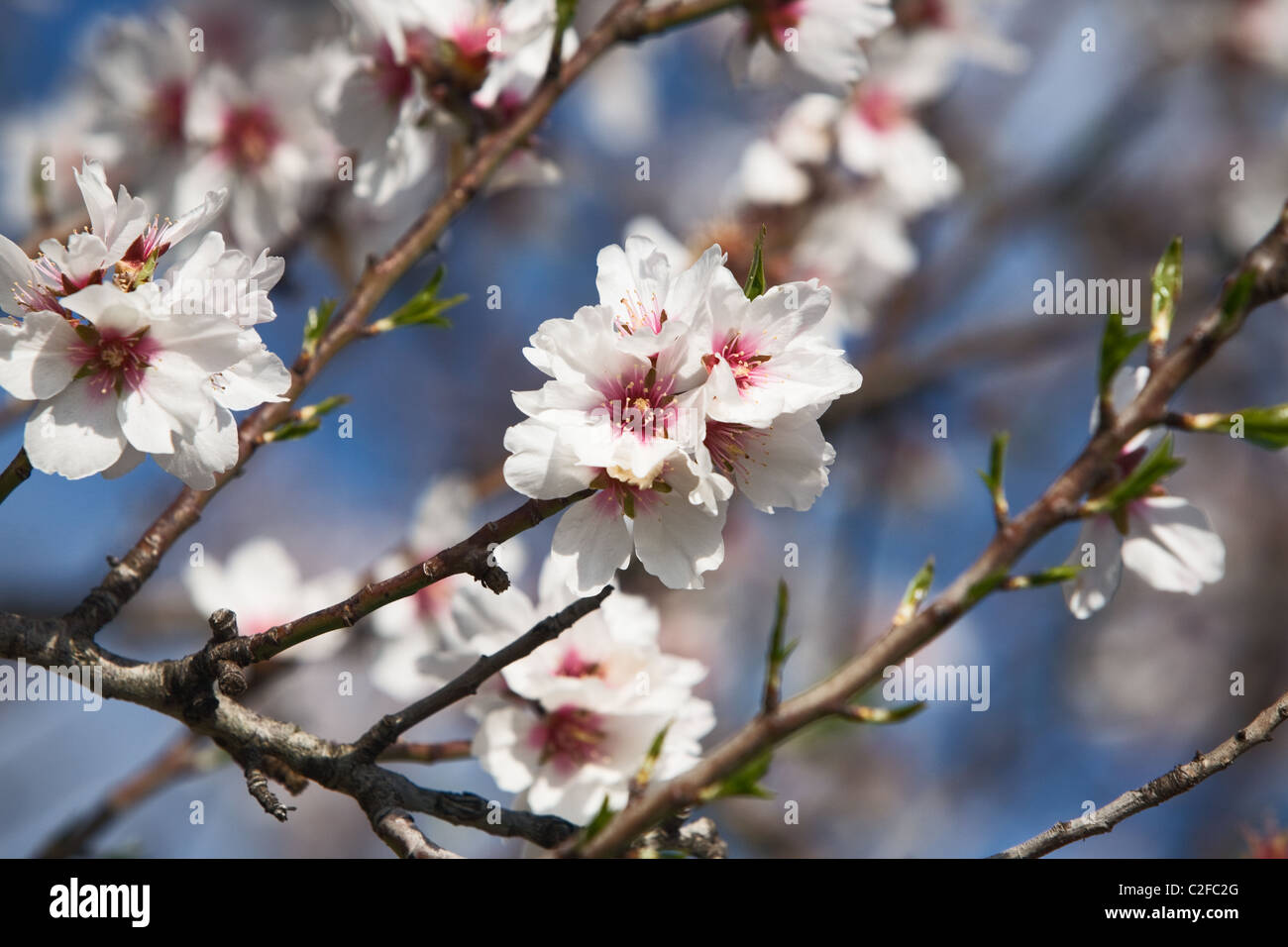 Almond tree winter hi-res stock photography and images - Alamy