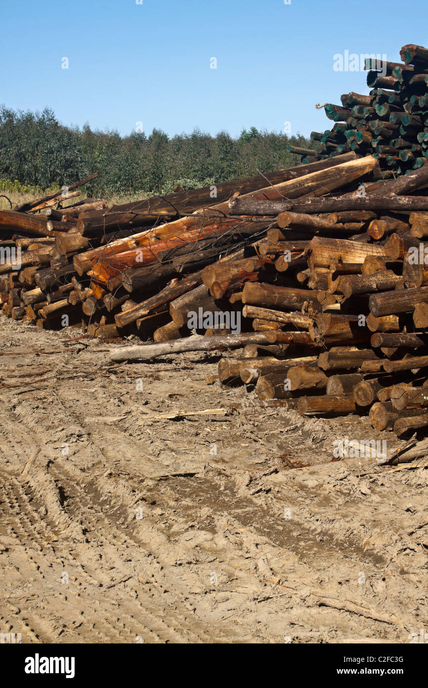 Stack of cut timber logs marked to identify plantation region. South ...