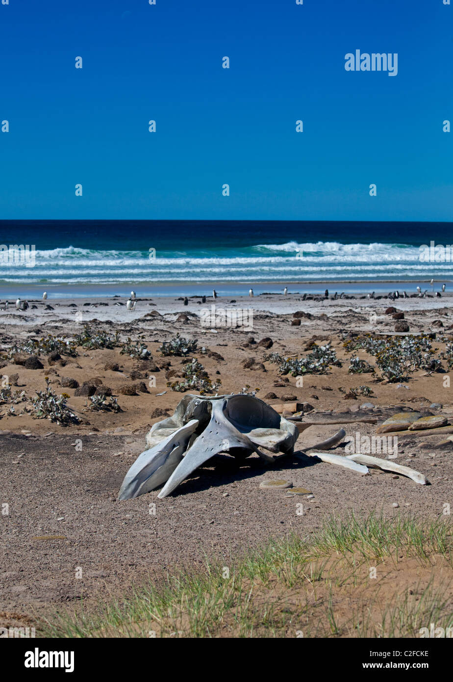 Whale Bone High Resolution Stock Photography and Images - Alamy