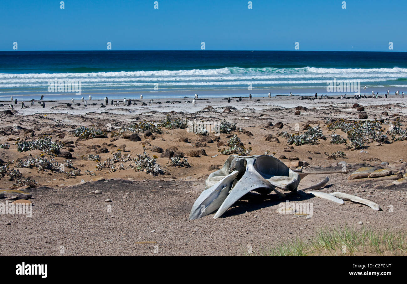 Whale Bone on beach at Saunders Island, Falklands Stock Photo - Alamy