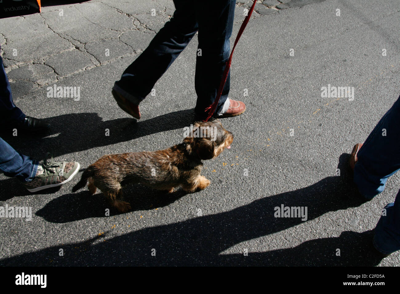 person walking dog in street in rome, italy Stock Photo - Alamy
