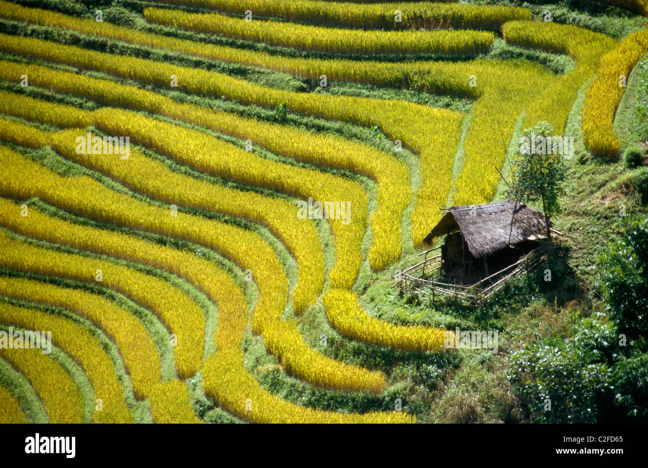 Terraced Rice Paddies North Thailand Stock Photo - Alamy