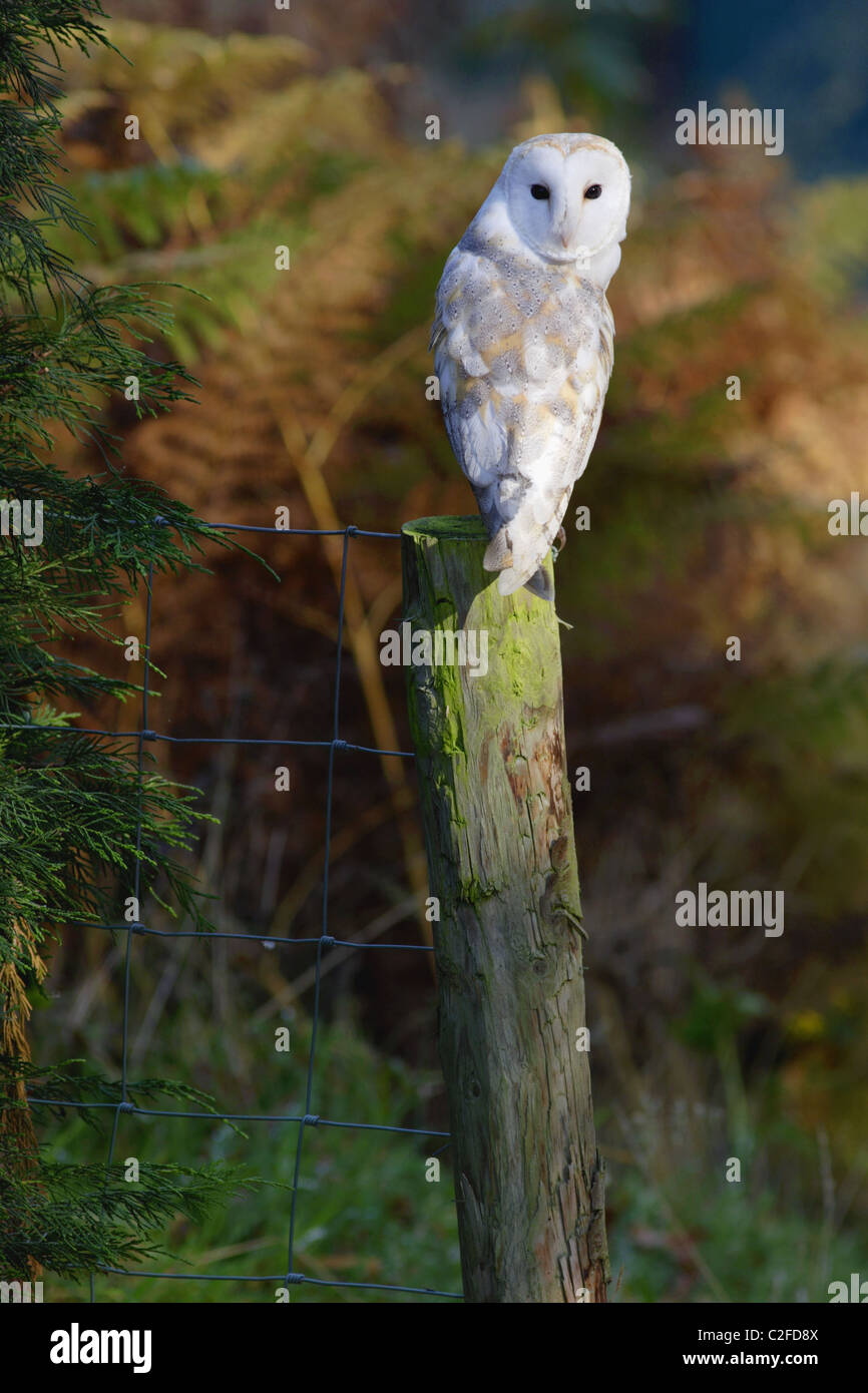 Barn Owl (Tyto alba) on post, autumn, North Yorkshire, UK Stock Photo ...