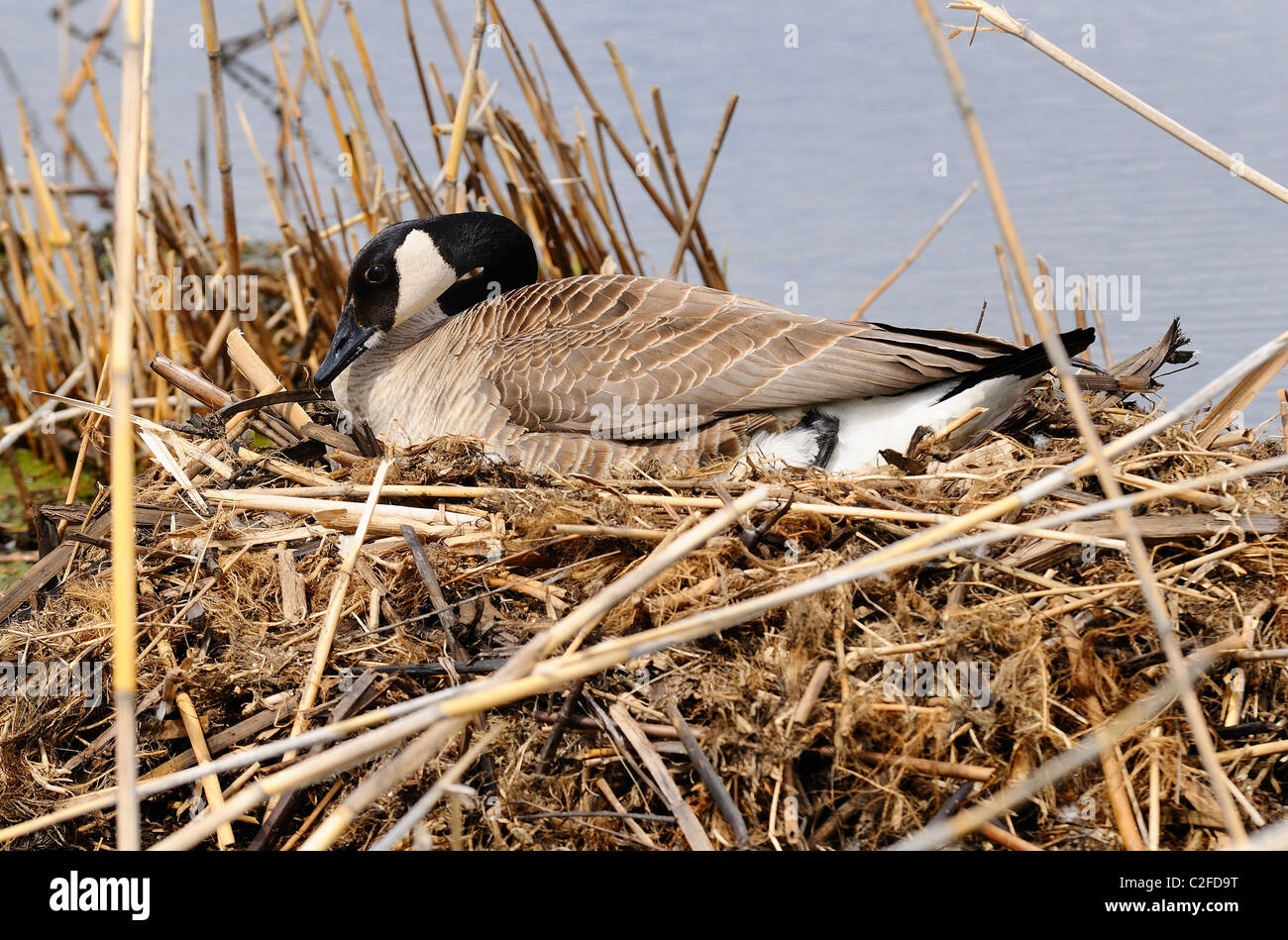 Female canadian goose hi-res stock photography and images - Alamy