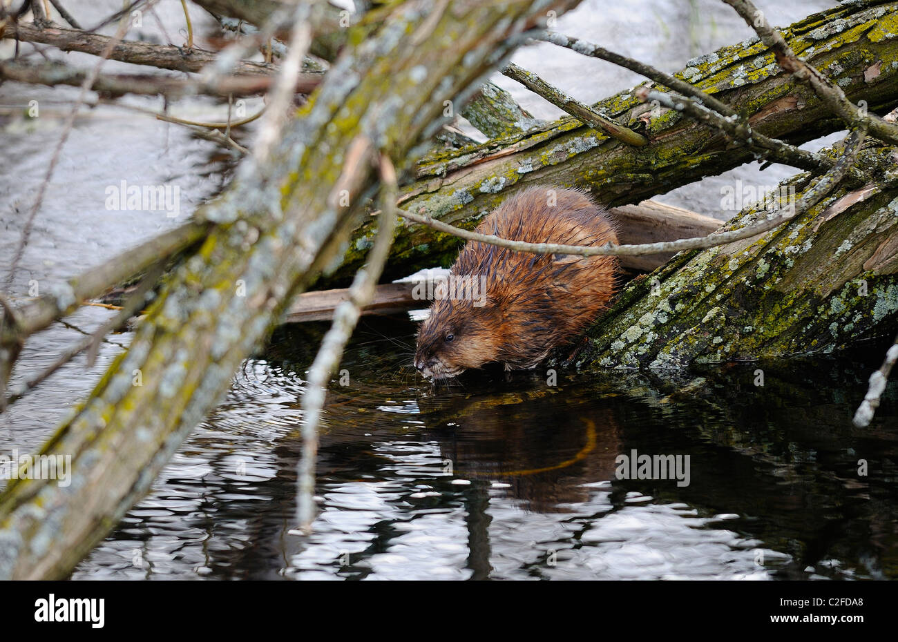 Muskrat wetland hi-res stock photography and images - Alamy