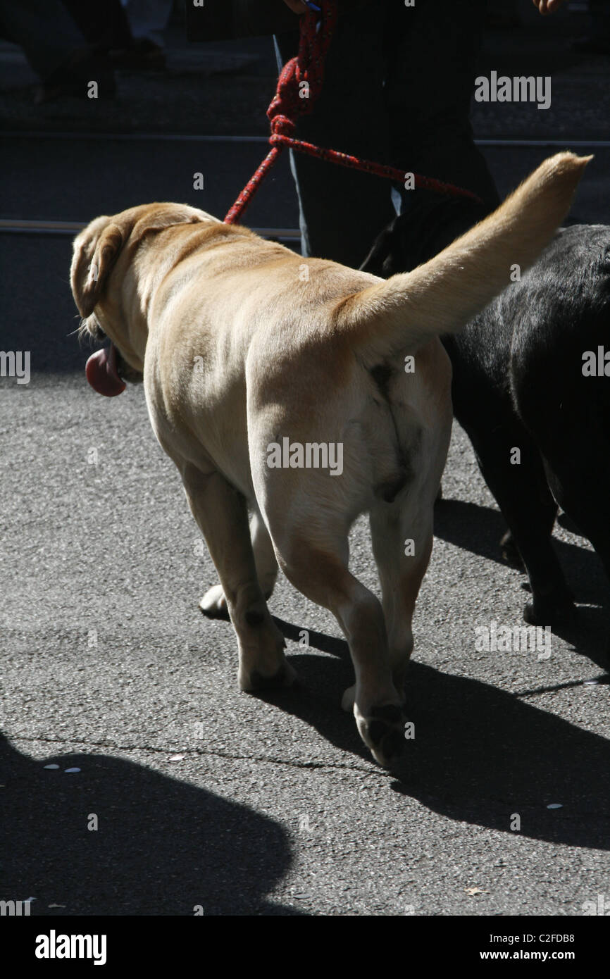 person walking dogs in street in rome, italy Stock Photo - Alamy