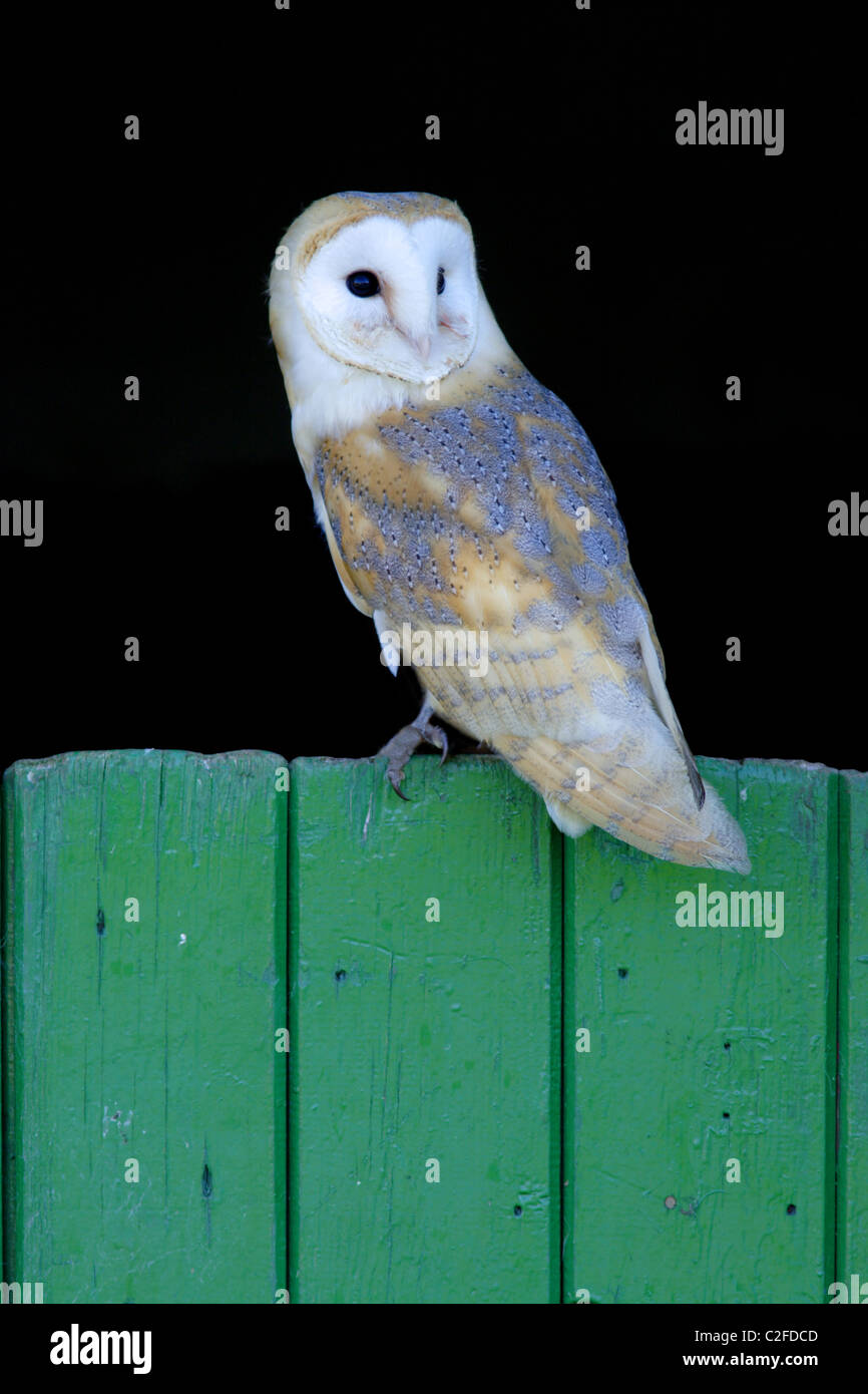 Sitting on farm gate hi-res stock photography and images - Alamy
