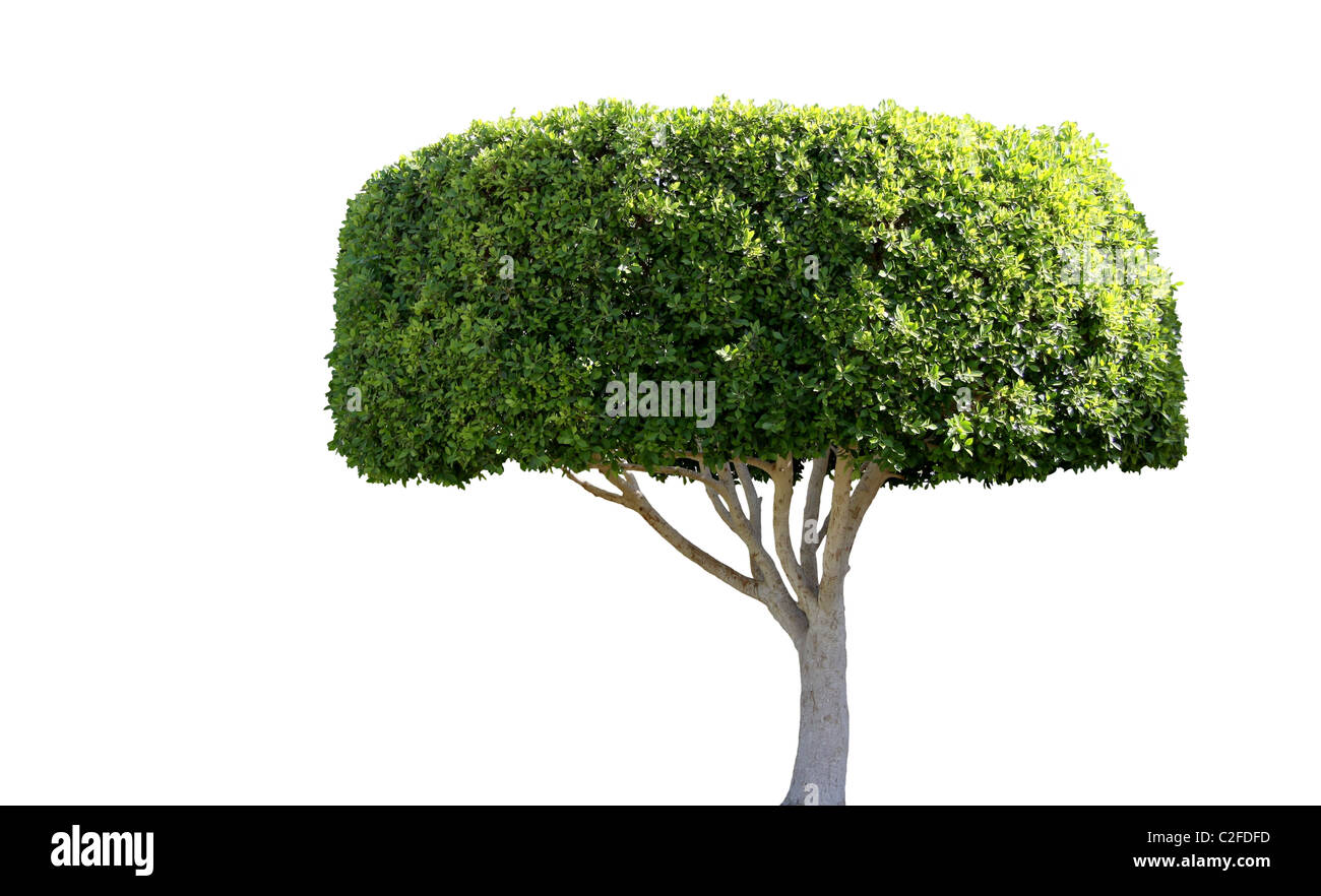 big tree isolated on white background Stock Photo - Alamy