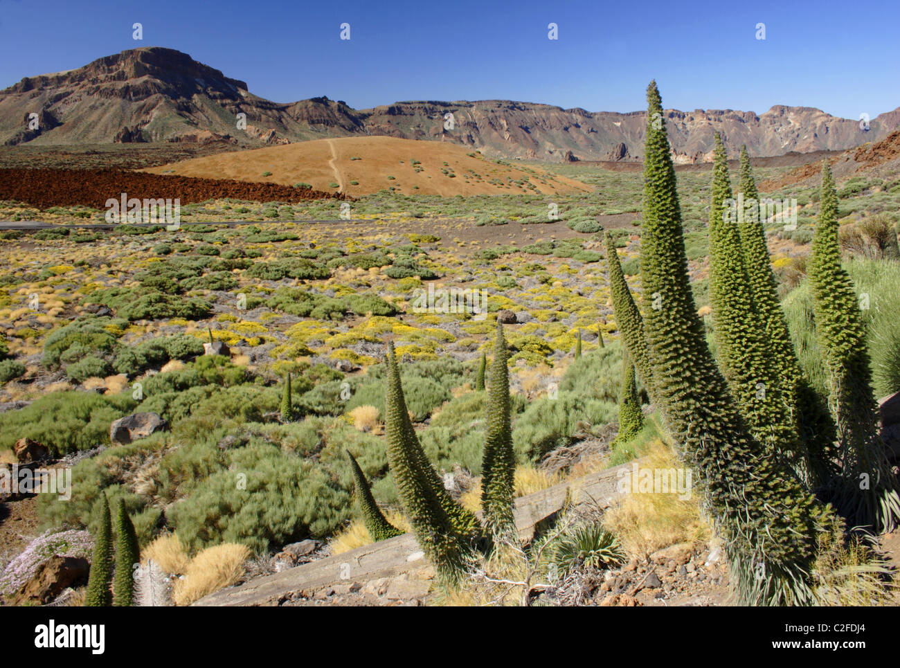 Mount El Tiede, El Tiede National Park, summer, Tenerife Stock Photo ...