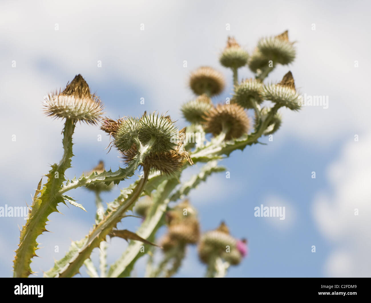 Close-up of cotton thistle, onopordum acanthium Stock Photo - Alamy