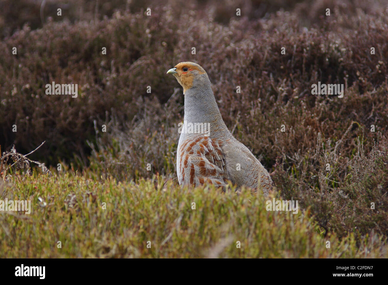 Grey partridge uk heather hi-res stock photography and images - Alamy