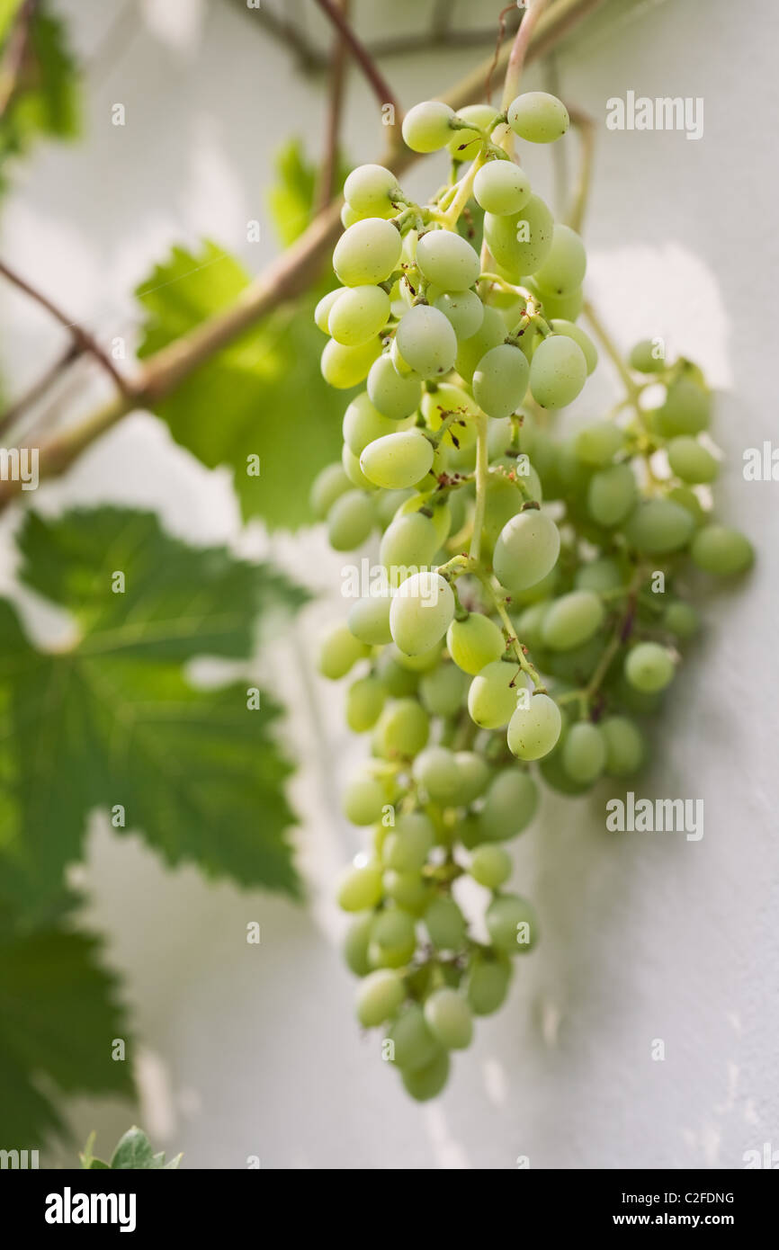 Bunch of ripening grapes on white wall Stock Photo - Alamy