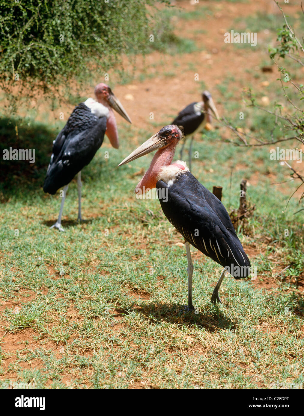 Storks Africa Stock Photo - Alamy