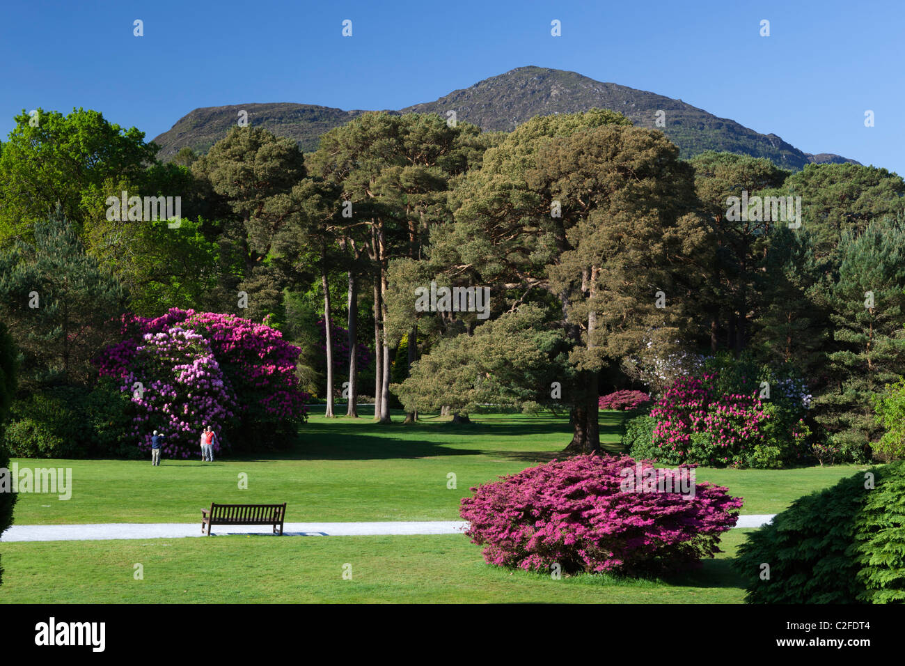 Muckross Estate. The gardens of Muckross House with Rhododendrons and ...