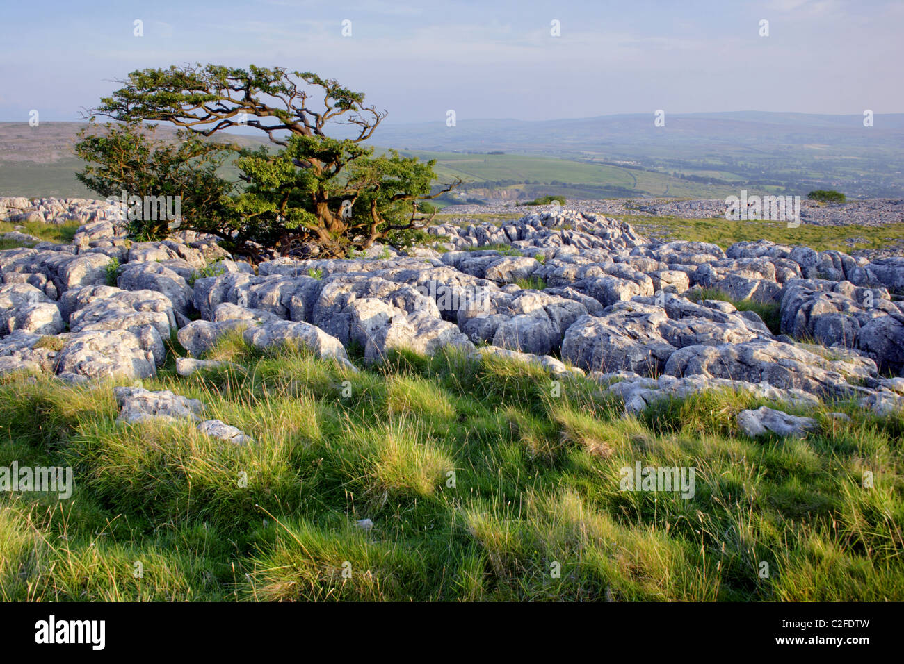 Limestone pavement and hawthorn, summer, Twistleton Scars, Ingleborough ...