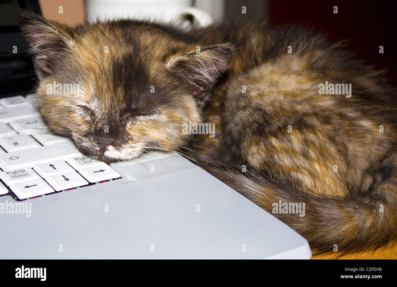 Cat sleep computer keyboard hi-res stock photography and images - Alamy