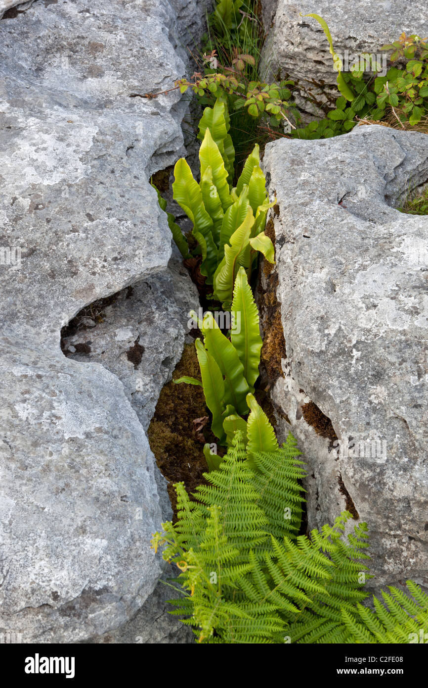 Ferns growing between fissured limestone pavement Stock Photo - Alamy