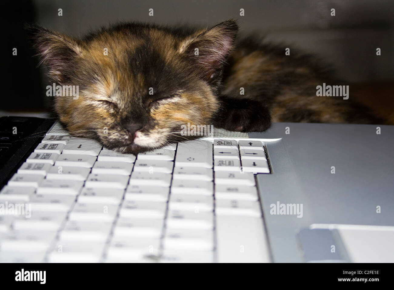 Cat sleep computer keyboard hi-res stock photography and images - Alamy