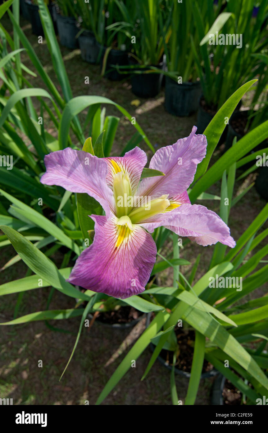 Day lilies hi-res stock photography and images - Alamy