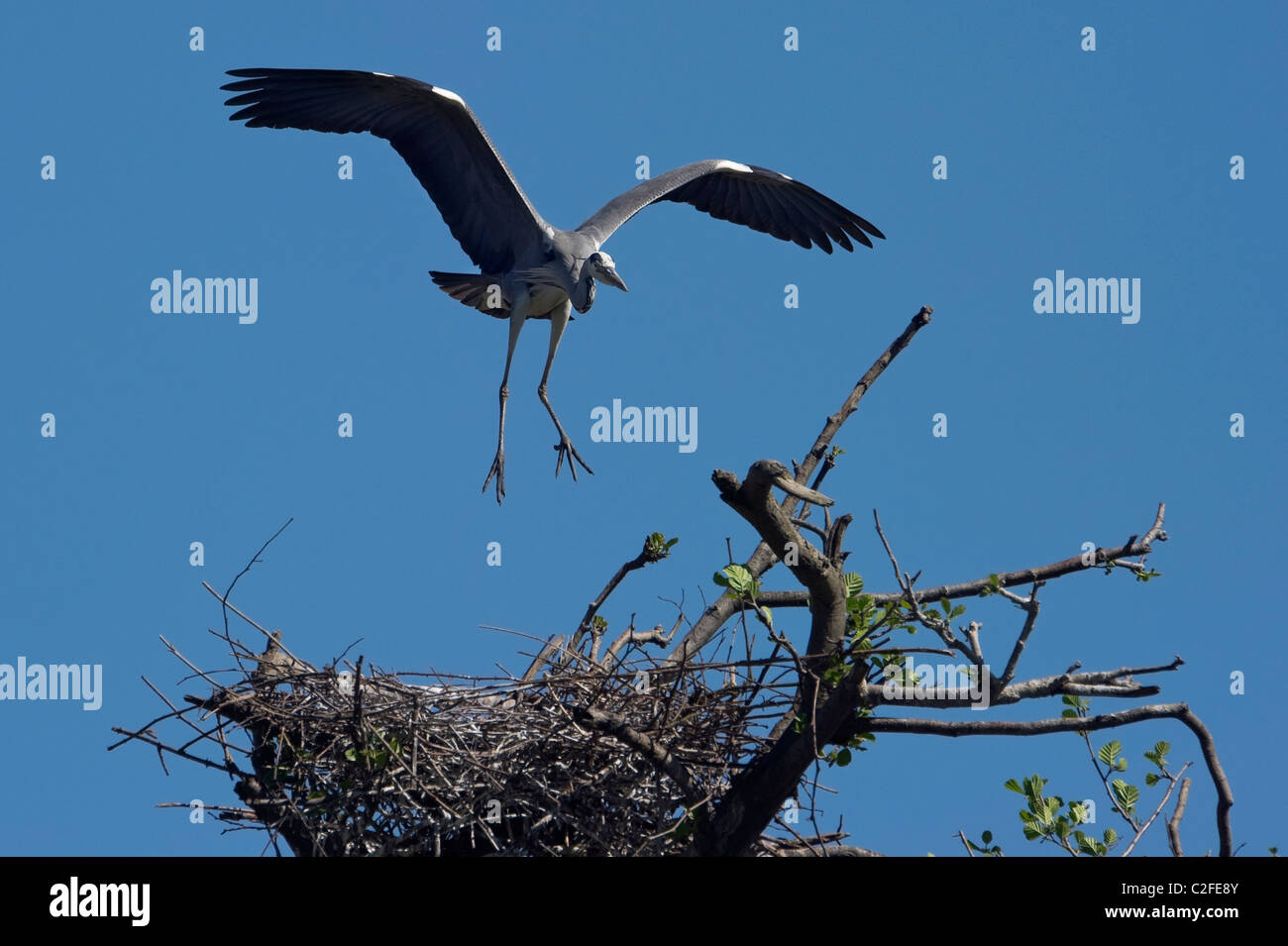 Grey heron flight landing hi-res stock photography and images - Alamy