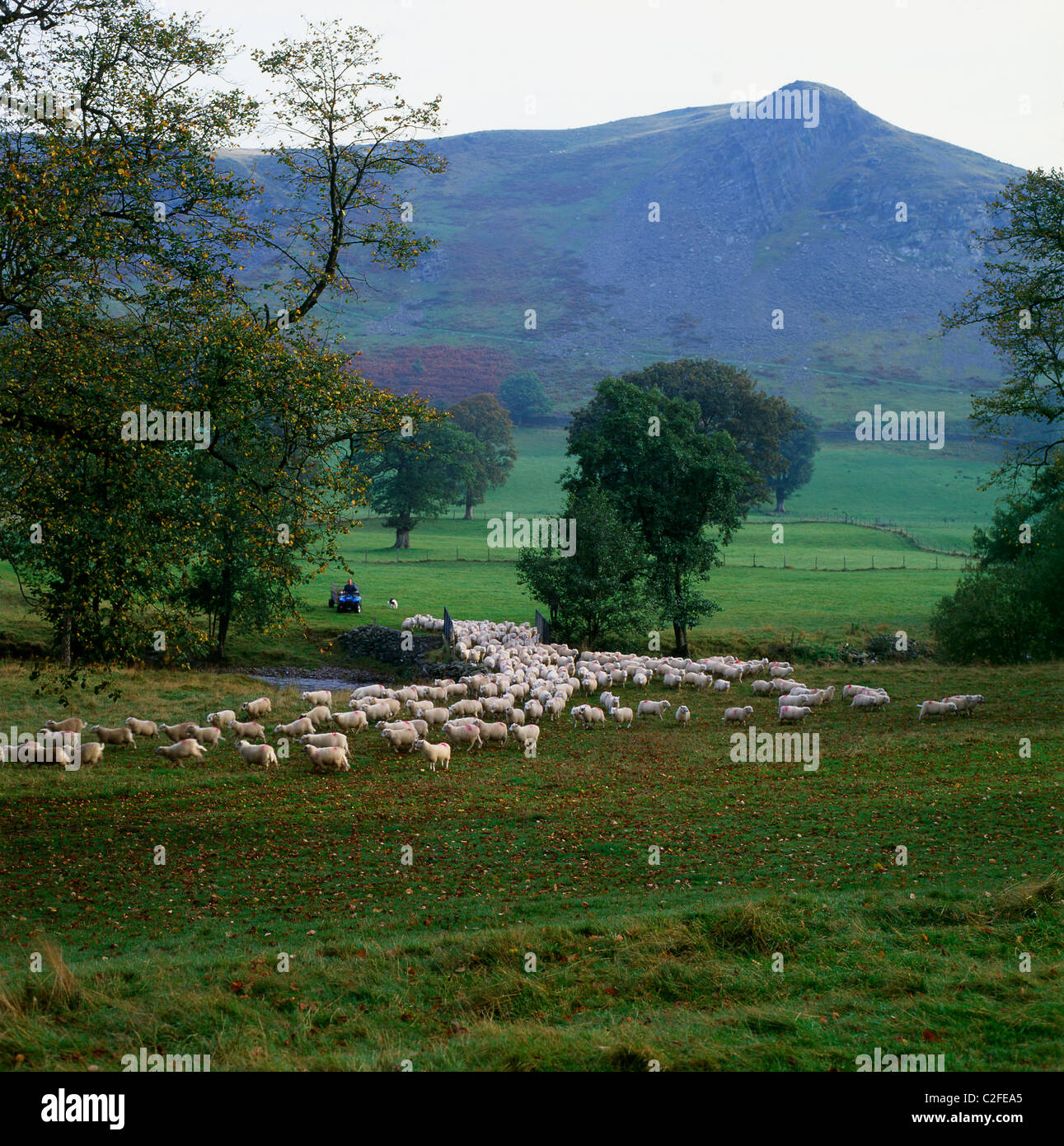 Sheep on bikes hi-res stock photography and images - Alamy
