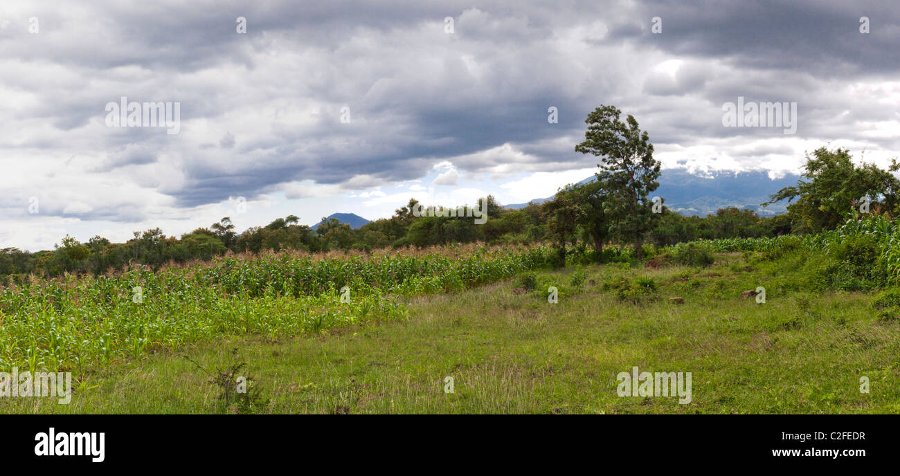 Maize field with Mount Meru in the background. Kikwe Village Arumeru ...
